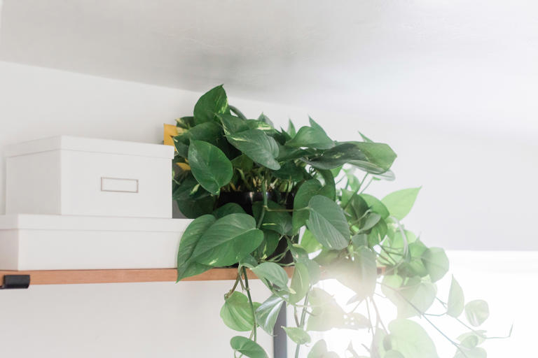 Streamlined Storage for Maximizing Small Living Spaces