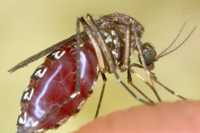 Upstate city is on Orkin's most mosquito-infested list. How to avoid ...