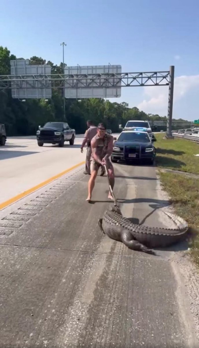 Trapper wrestles alligator on Florida highway median
