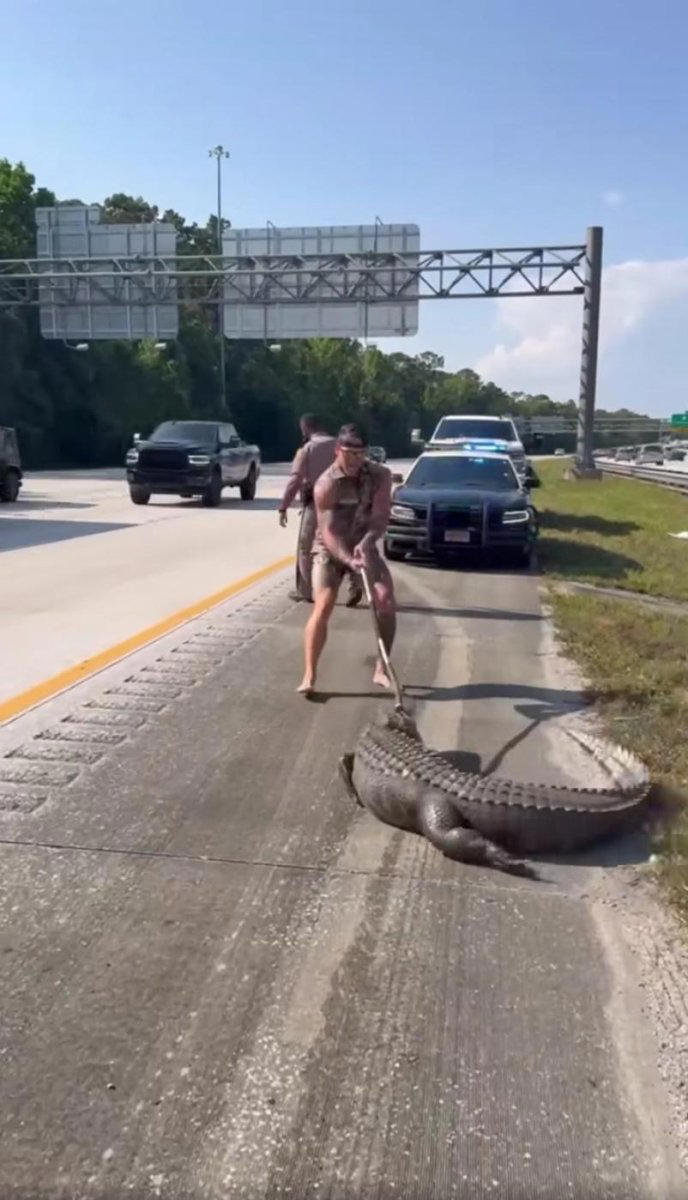 Trapper wrestles alligator on Florida highway median