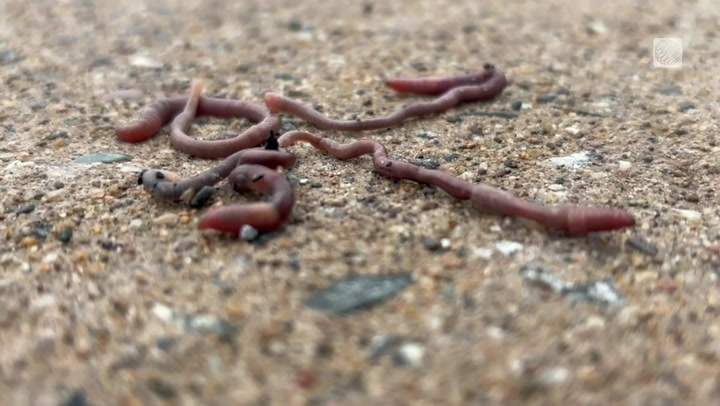 Why do we see so many worms when it rains?