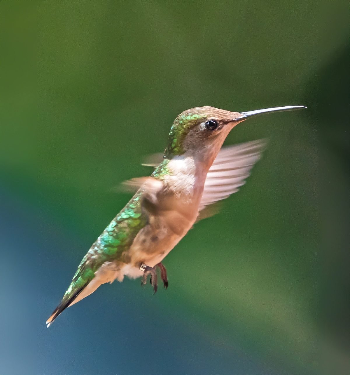 Hummingbird Banding: Tracking Tiny Travelers