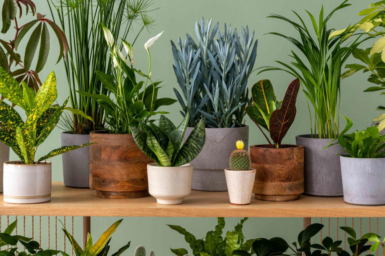 Going Away? Here’s How to Keep Your Plants Alive While You Travel