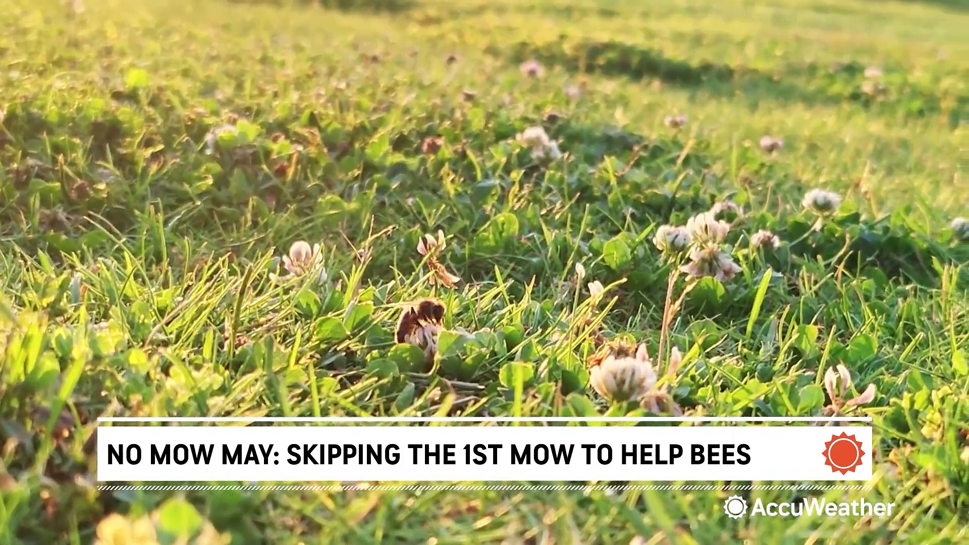 How holding off on mowing your yard this spring could help save the bees