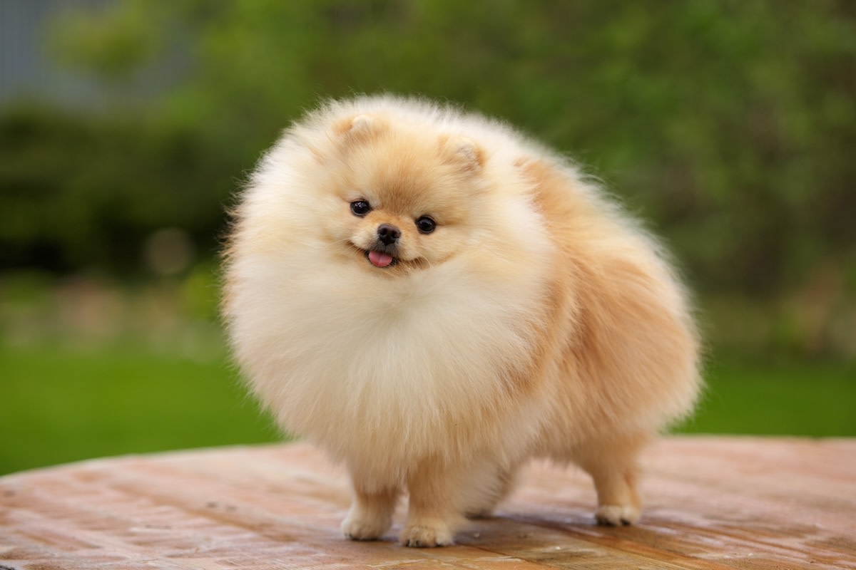 Pomeranian Becomes Most Ferocious Guard While Trying to Protect His ...