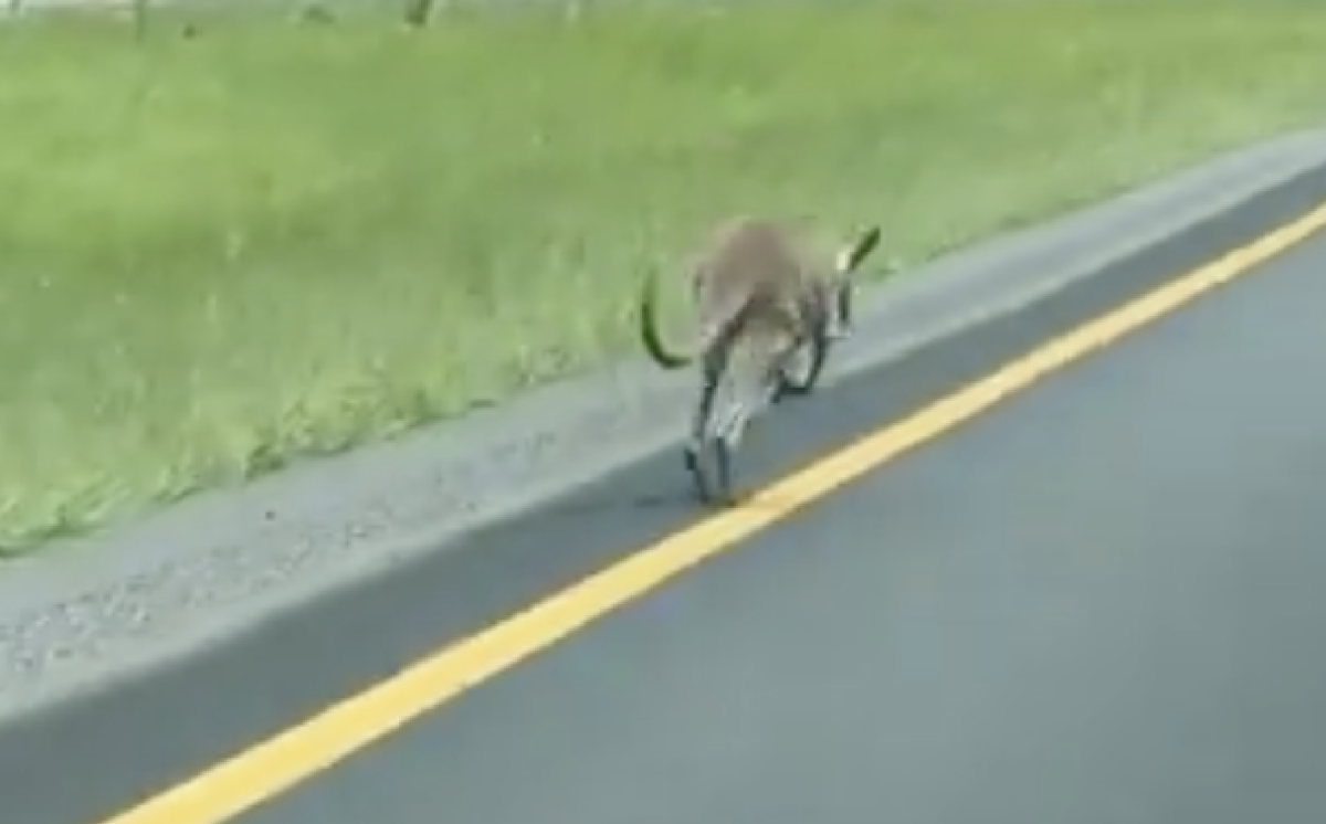 A Wild Kangaroo Caused A 2-Car Accident On U.S. Highway