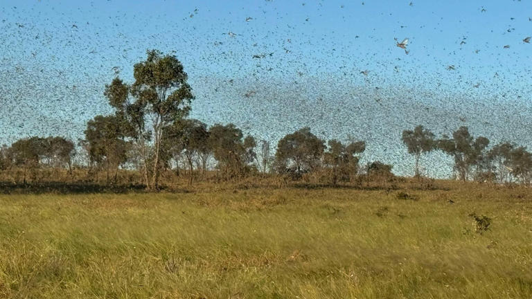 Locusts destroy western Queensland pastures with plague possible by summer