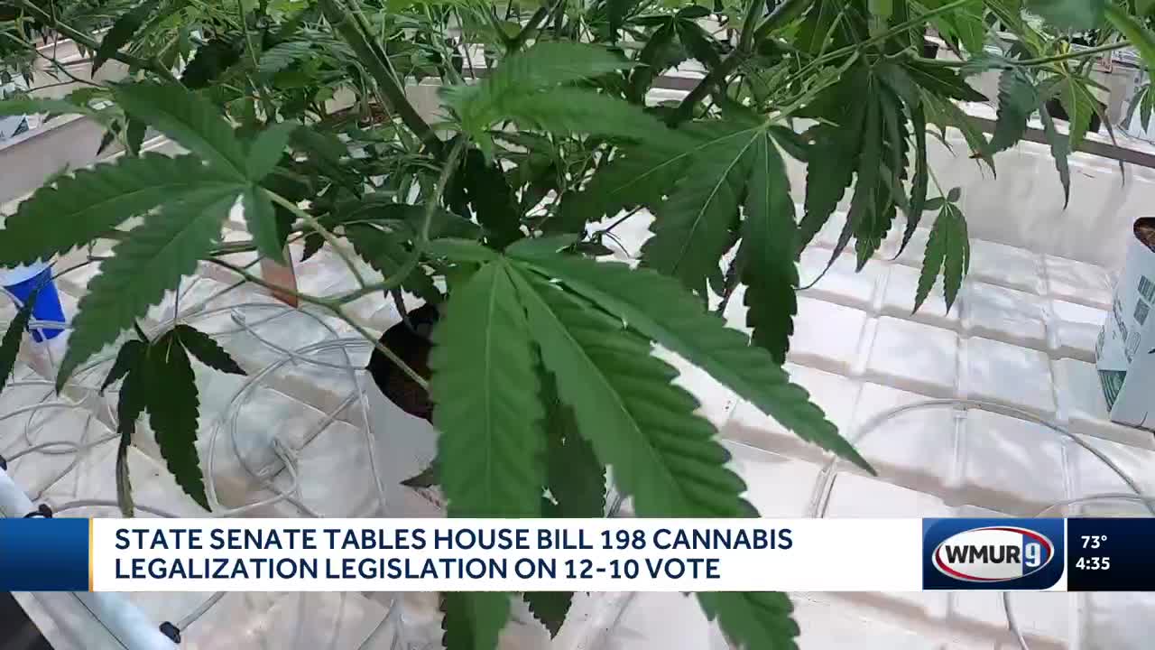 State Senate tables bill on cannabis legislation