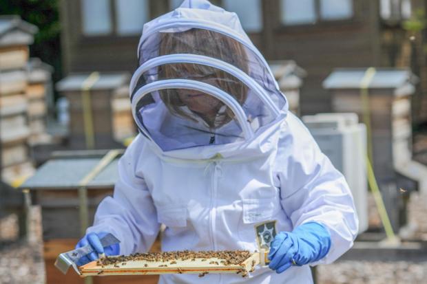 Woman becomes first Master Beekeeper for Gwent Beekeepers