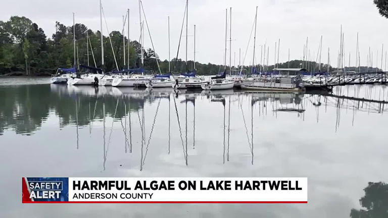 ‘Water Watch’ still in effect after harmful blue-green algae detected ...