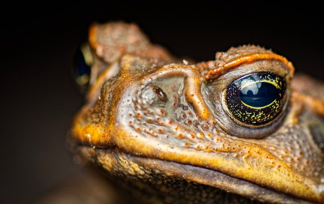 Scientists create gene-edited 'Peter Pan' toad capable of halting its ...