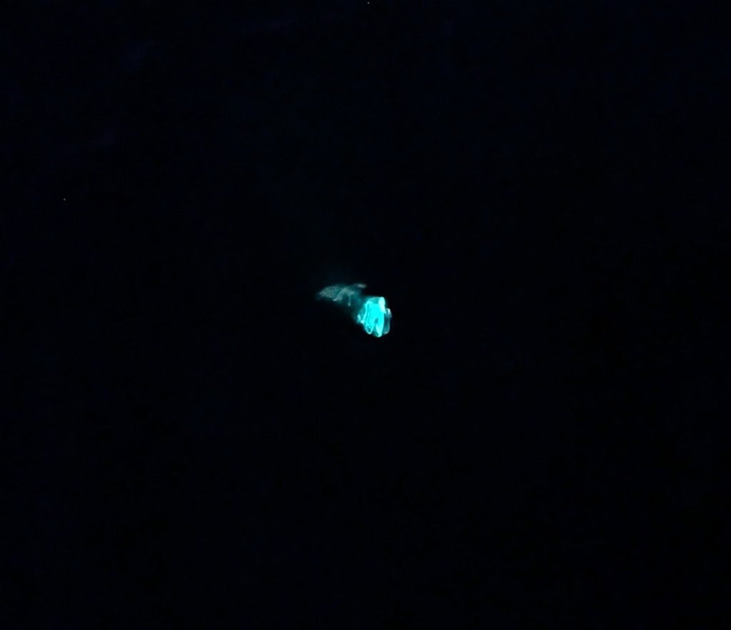 The Mysterious Glow of the Bermuda Fireworm