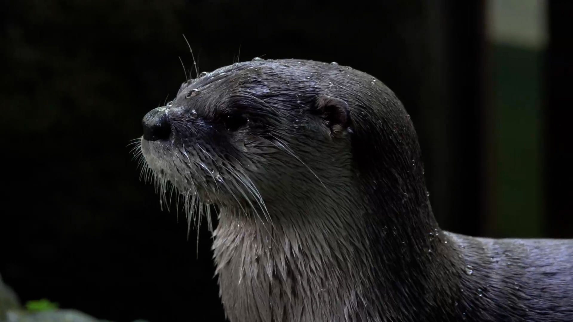 Oregon Zoo is mourns the death of beloved 16-year-old river otter, Tilly