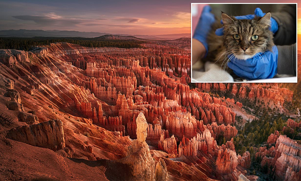 Couple took cat to Utah beauty spot and ignored warning signs... and ...