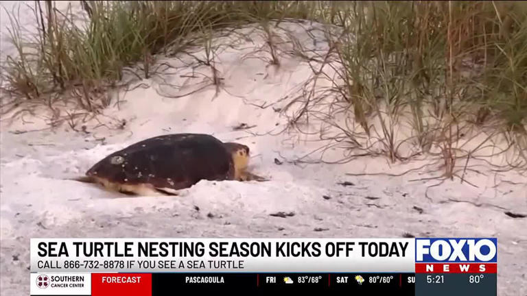 Sea turtle nesting season underway