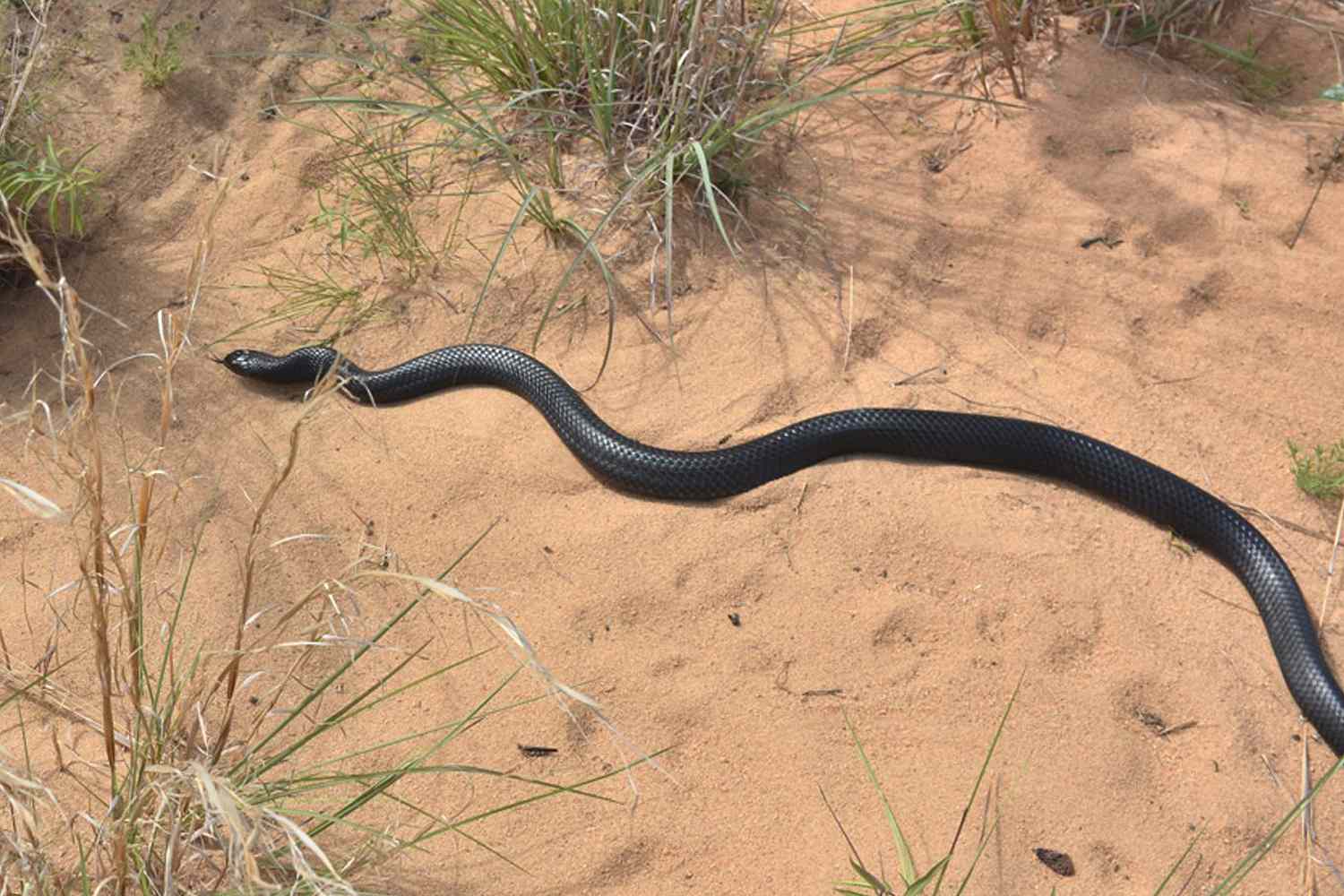 42 of the Longest Snakes in the U.S. Purposefully Released in Florida ...