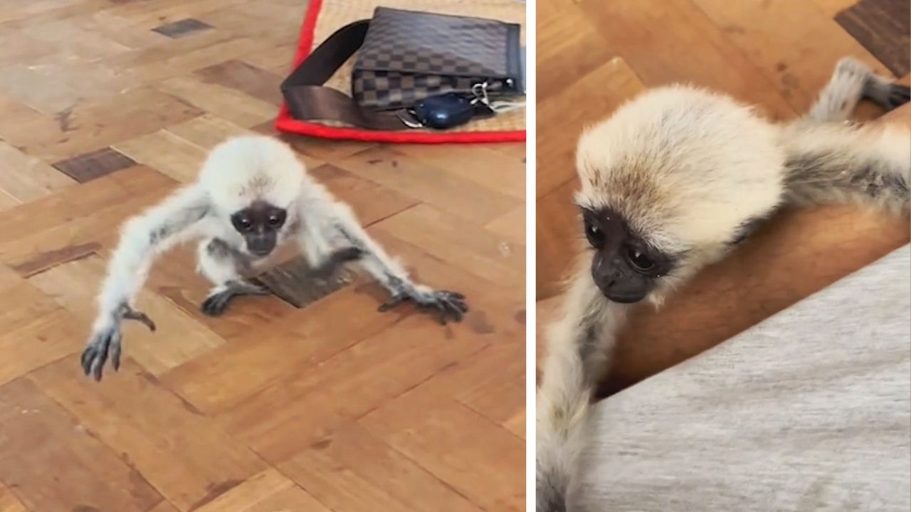 Cute baby gibbon just wants cuddles from its owner