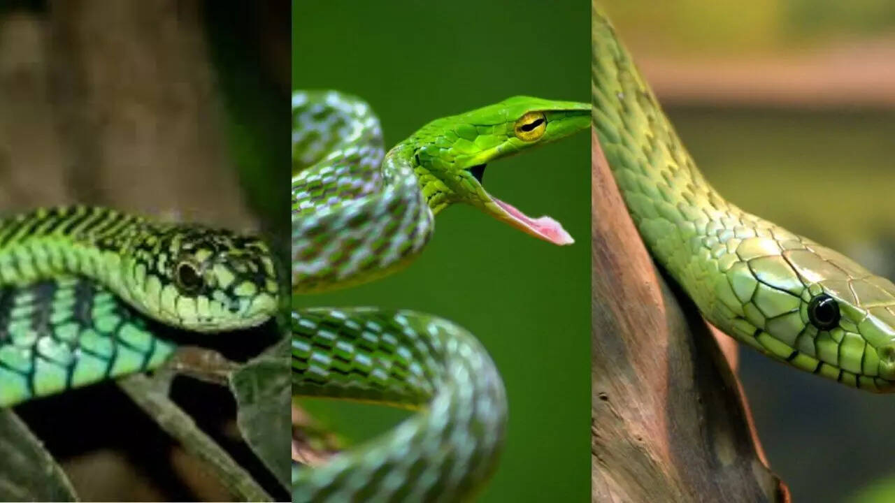 9 fascinating green snake species across the globe, from the green tree python to the boomslang