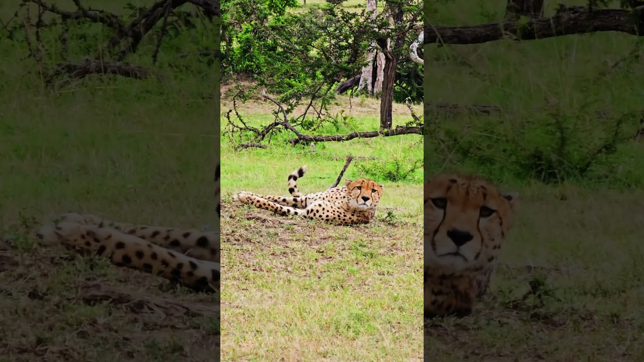 Cheetah Scans the Plains for Possible Prey