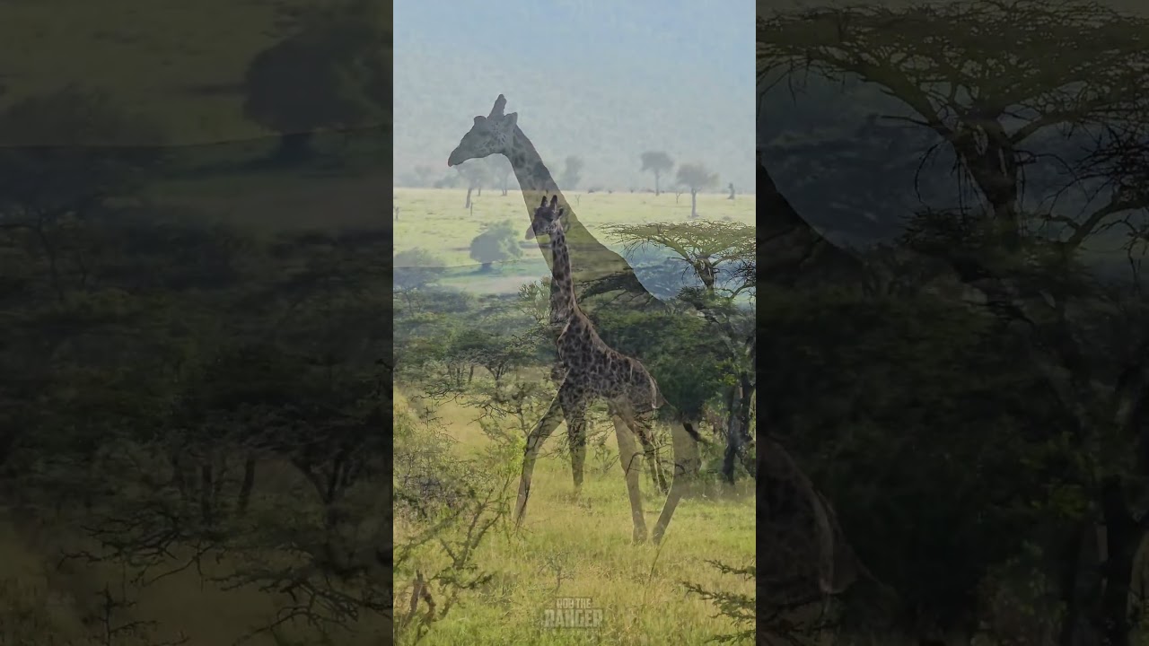 Towering Giraffe Surveys the African Plains