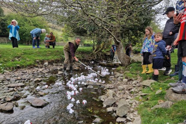Hundreds of rubber ducks race along village stream
