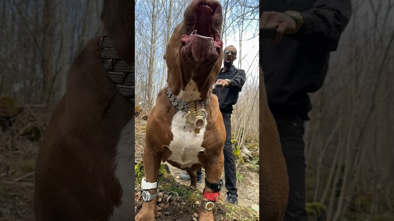 This might be the ultimate watchdog