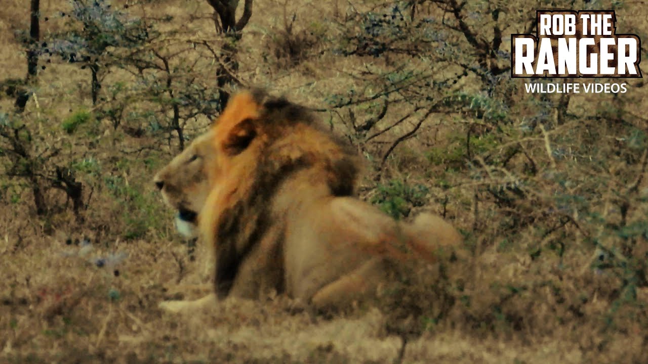 Thrilling Lion's Roar Caught on Camera—See and Hear It For Yourself