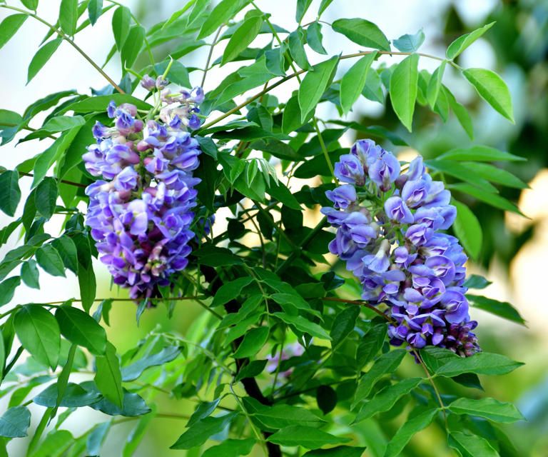 These 12 plants are totally overrated, say gardening experts