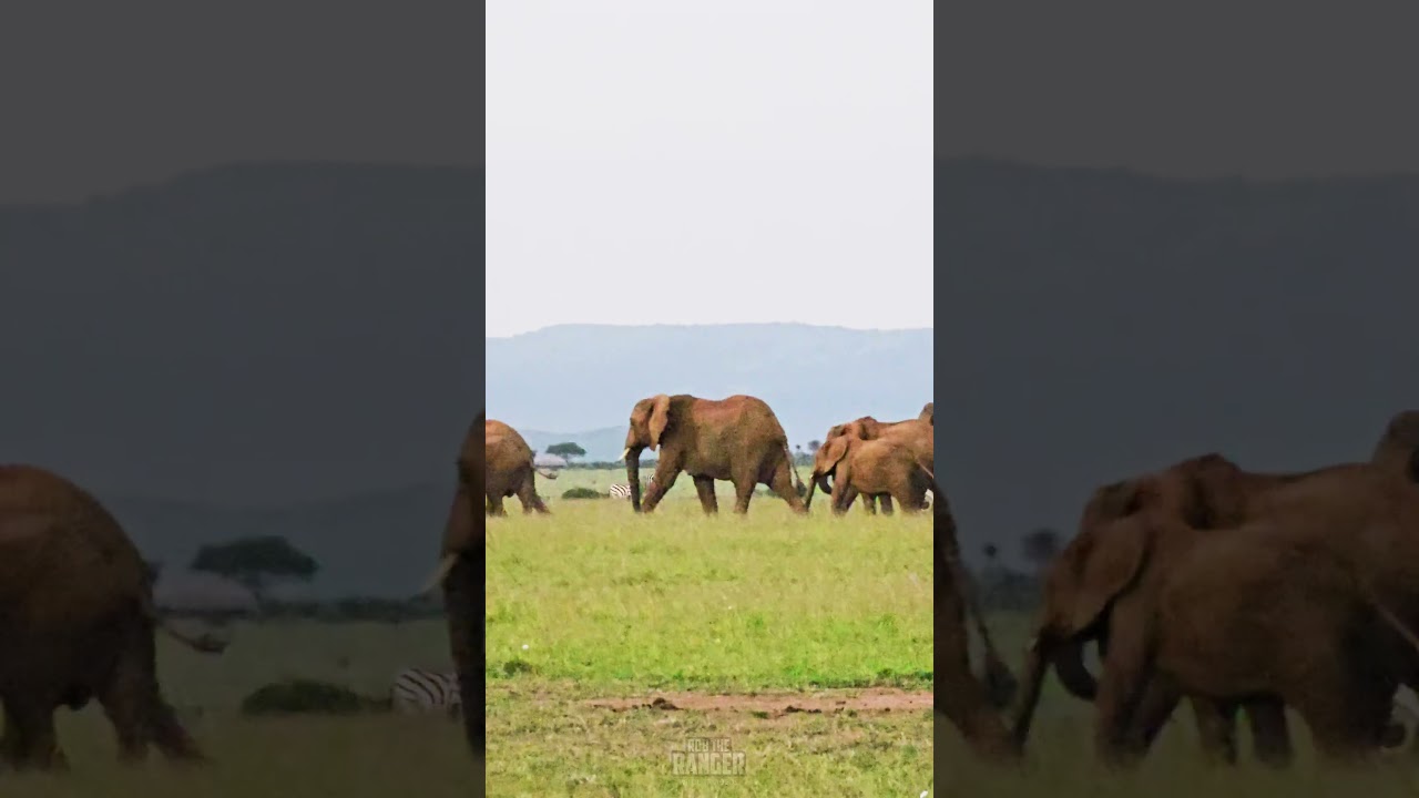 Elephant Herd Spotted Out on Open Plains