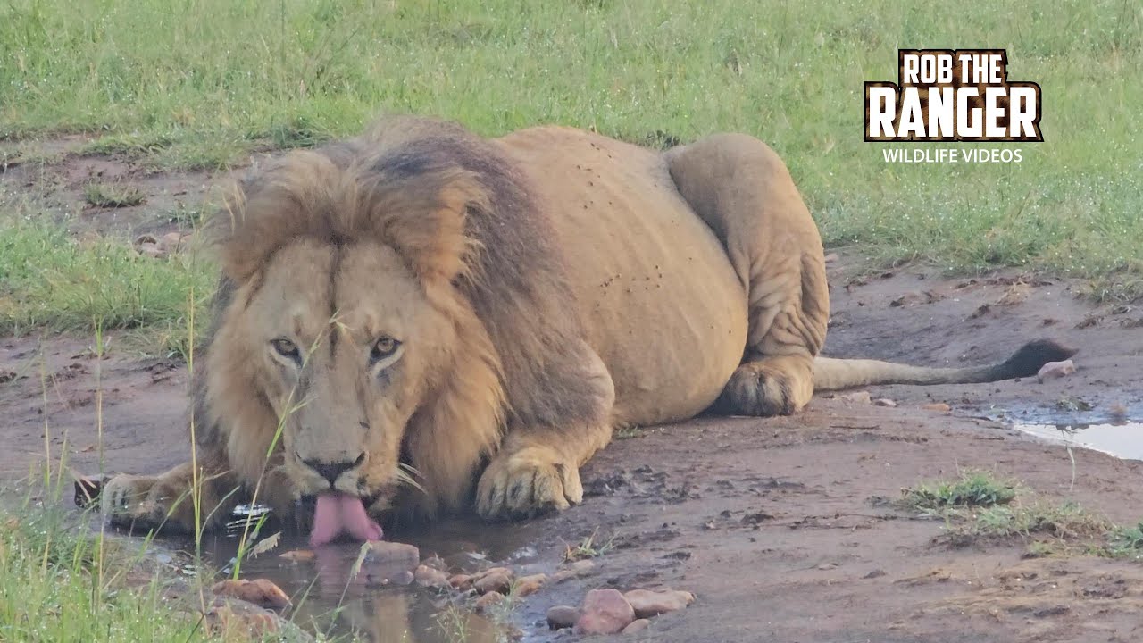 Hungry lions devour a giant breakfast then find water