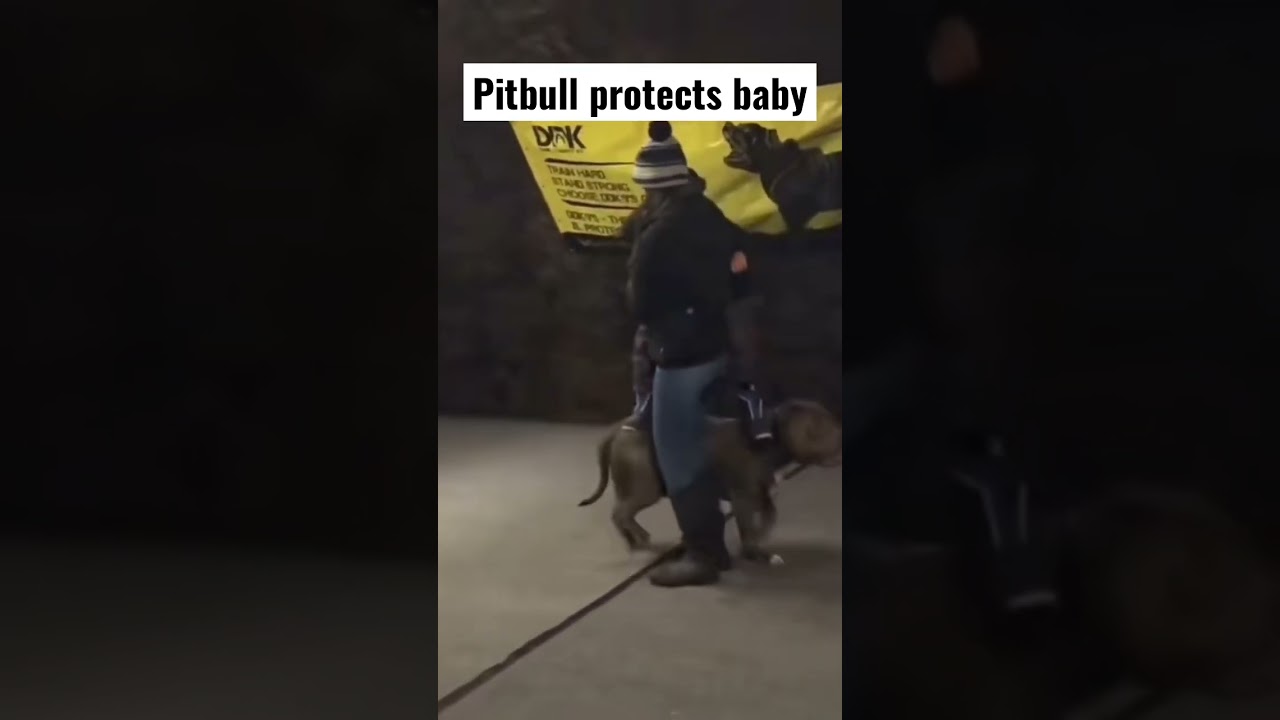Pit bull protects baby during intense training session