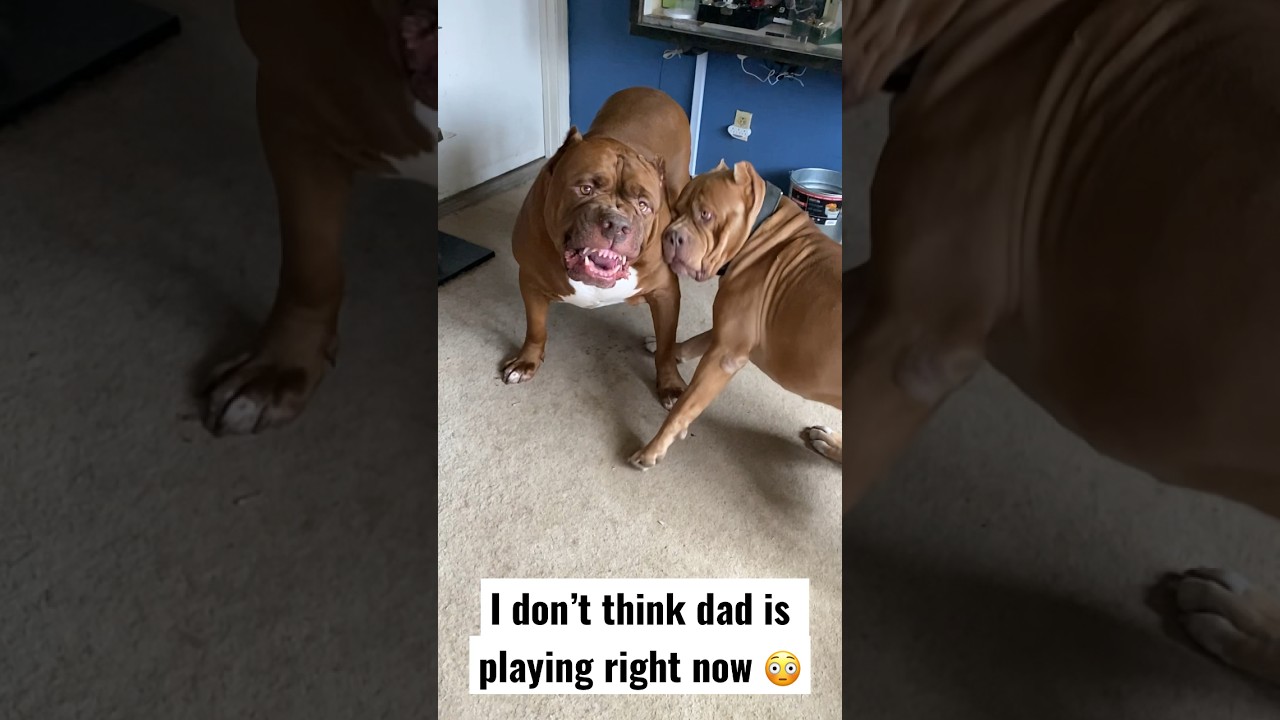 Dad ignores puppy pit bull despite constant nagging to play