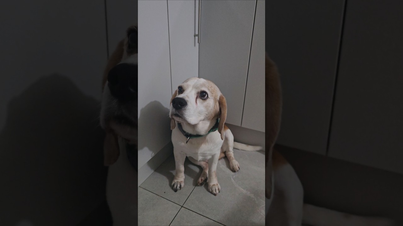 Sneaky beagle tries and fails to swipe food