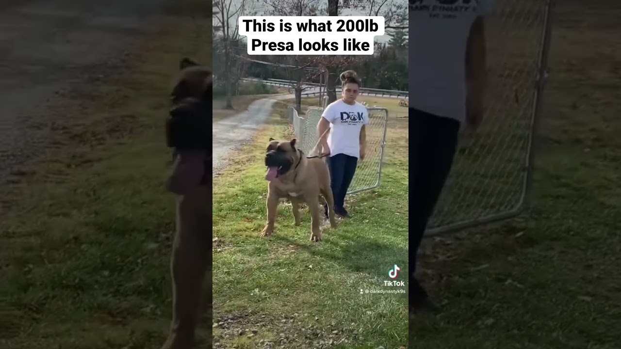 See a 200+ pound Presa Canario dog in full strength