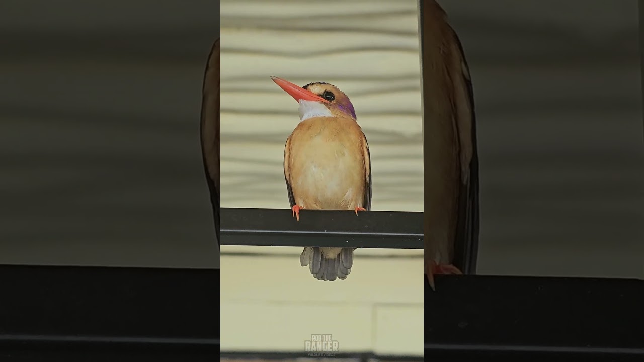 Tiny Kingfisher Visits the Safari Lodge Bar