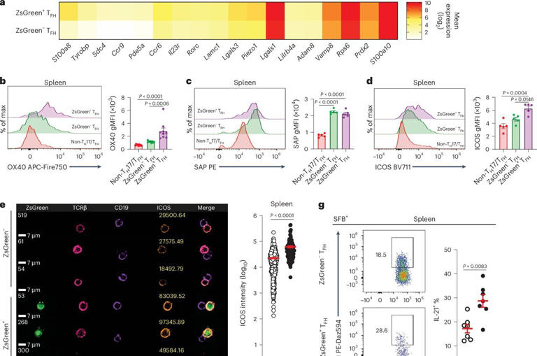 Explaining the link between 'good' gut bacteria and rheumatoid arthritis