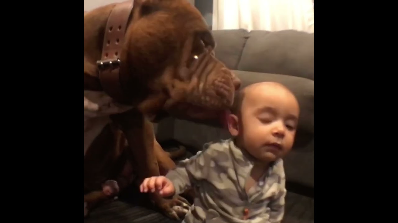 Family lets 180lb pit bull safely play with their baby