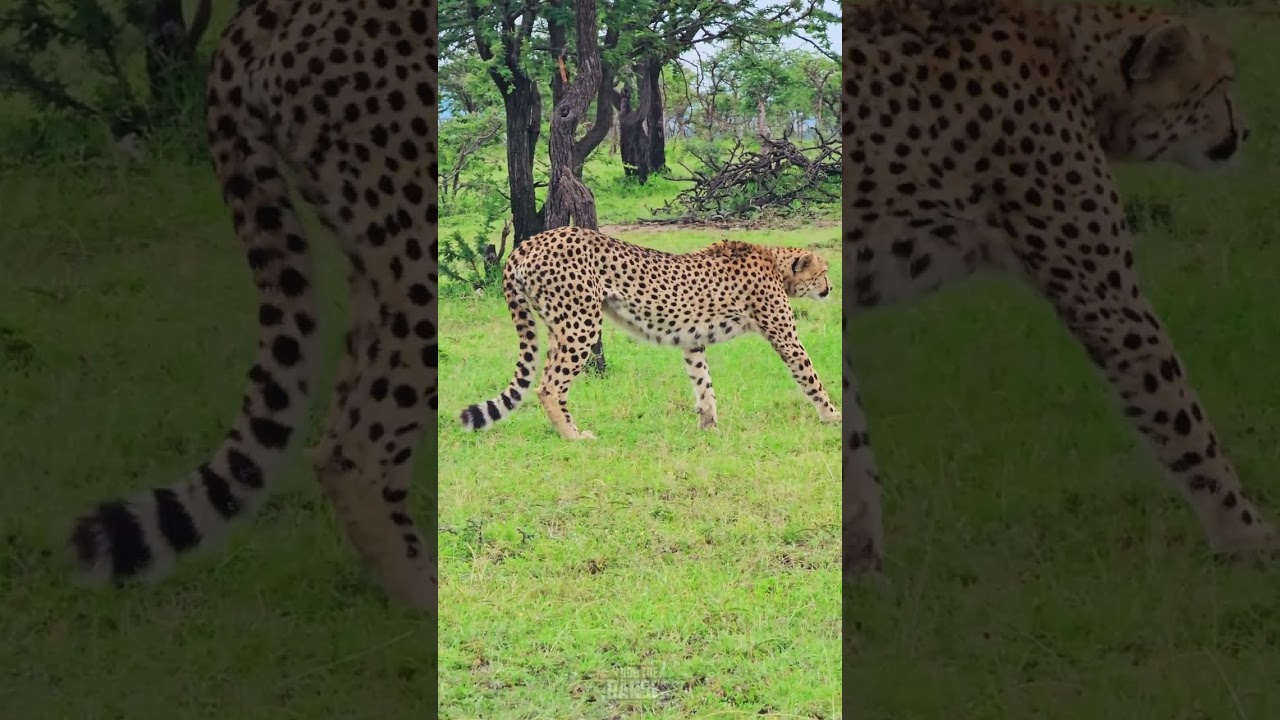 Cheetah Stretches and Prepares to Hunt