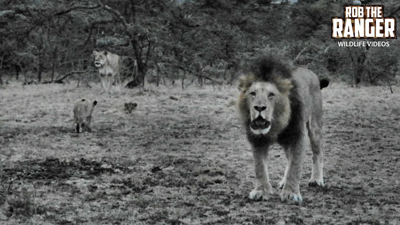 How the Roaring Male Lion Commands the Plains with Power
