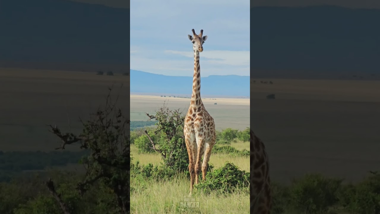 Breathtaking giraffe caught on film grazing the beautiful plains of Africa