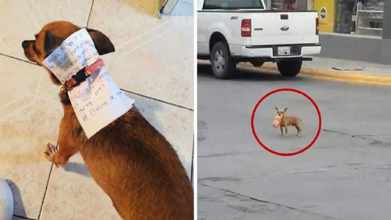 Man In Quarantine Sends His Dog Outside To Get Some Cheetos, And The ...