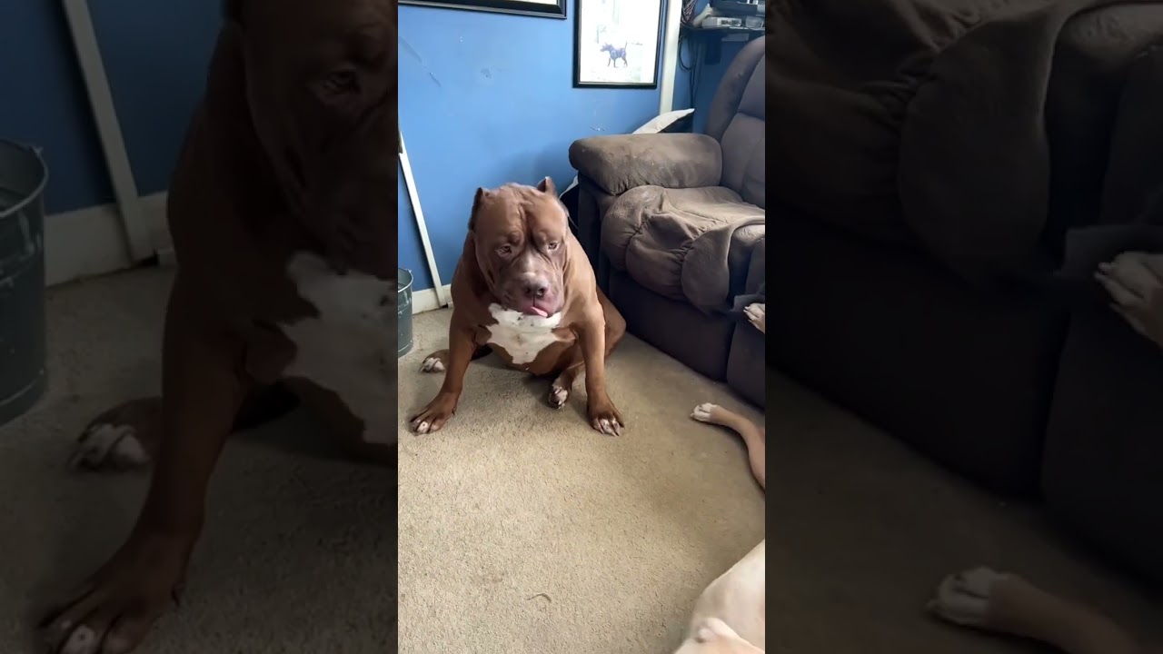 Giant pit bull flashes a cheesy smile for the camera