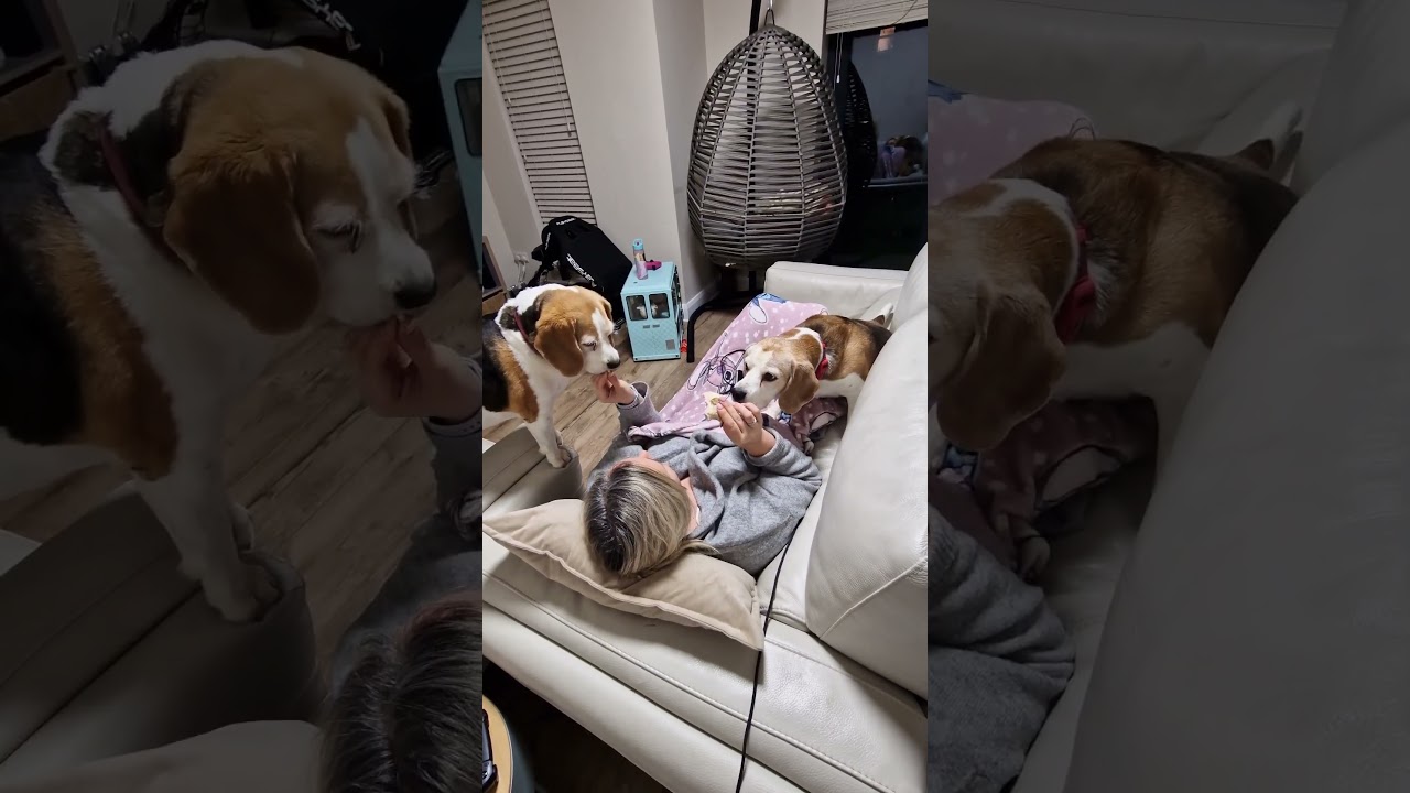 Beagles show extra love when food is around