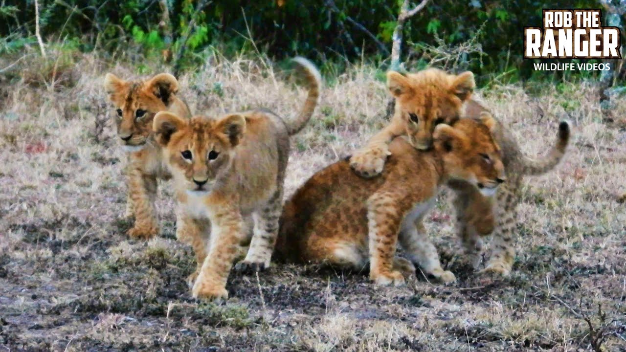 Watch the cute lion cubs play while adults roar nearby
