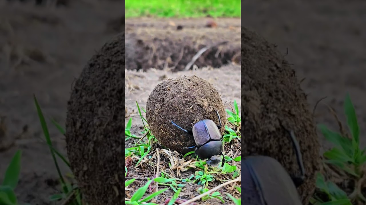 Clumsy Dung Beetle Falls in Jaw-Dropping Gulley Edge Moment