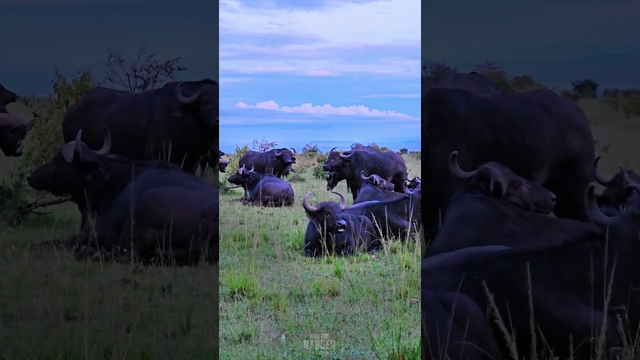 Massive Buffalo Herd Moves Through the Mara