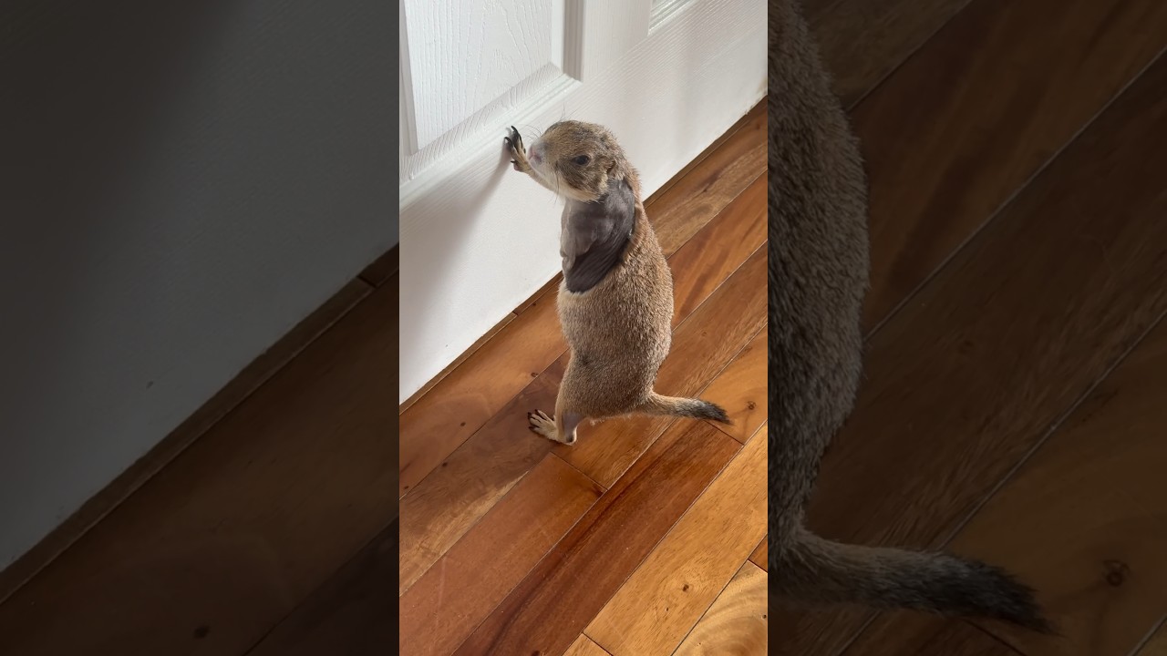Prairie dog tests boundaries near a damaged door