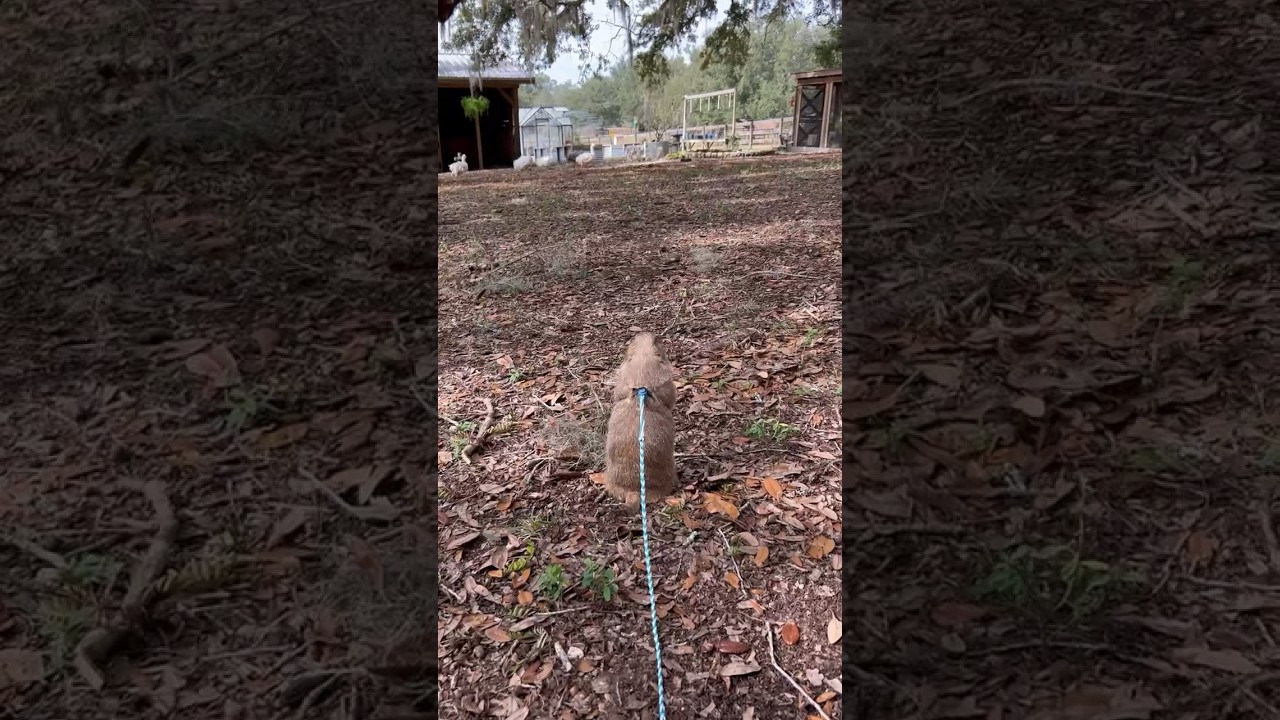 Prairie dog Poppy visits a farm while Paxton recovers at home