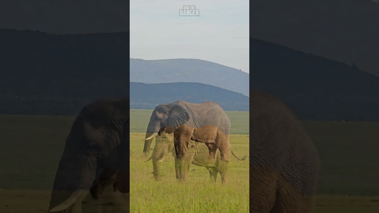 Elephant Glows in the Golden Afternoon Light