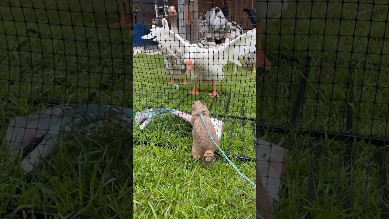 Poppy the Prairie Dog Faces Off Against a Goose